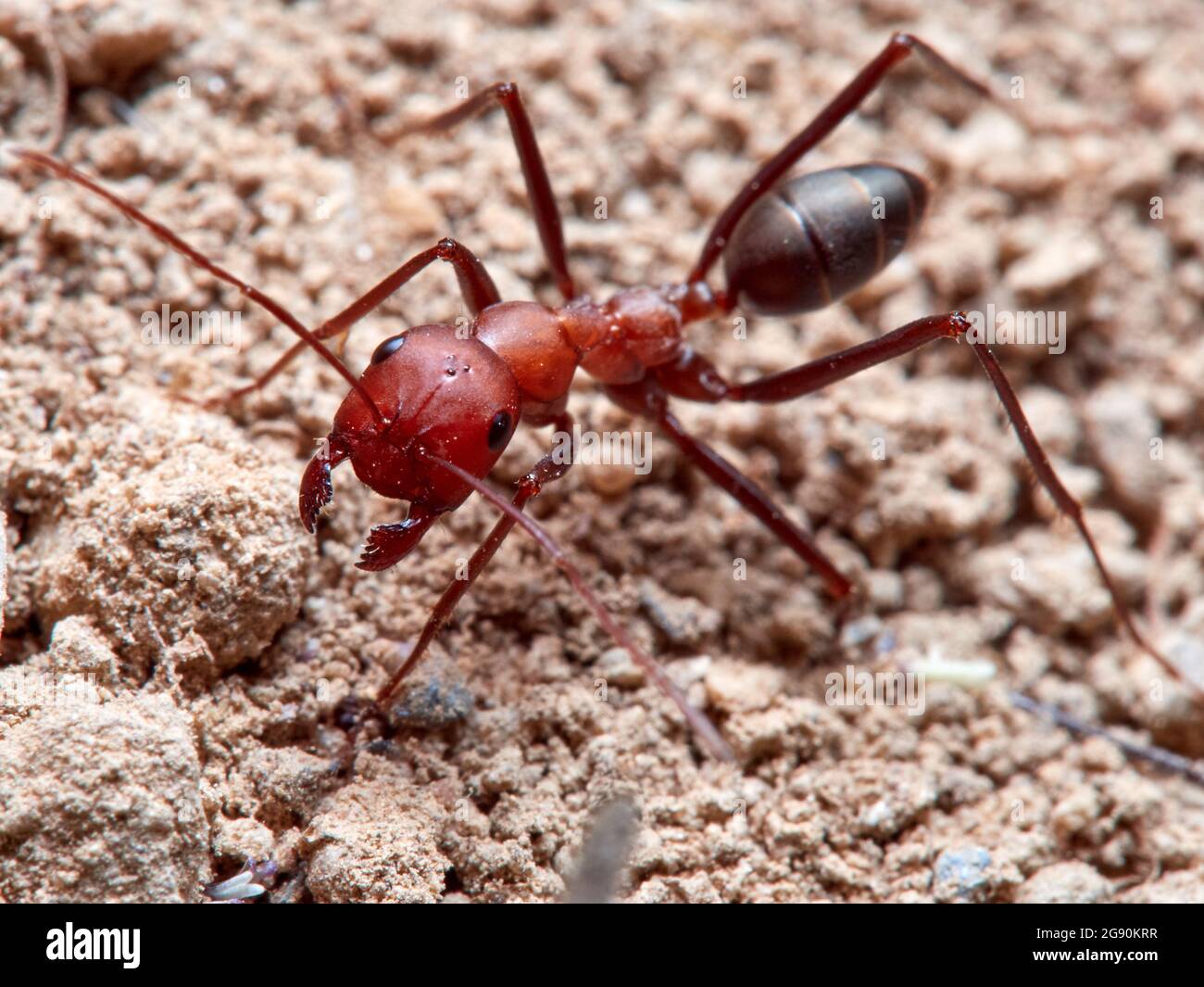 Ant Genus High Resolution Stock Photography and Images - Alamy