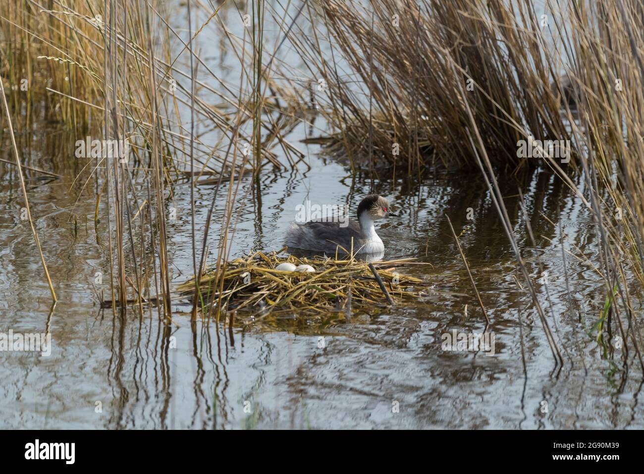 Silvery grebe, Podiceps Occipitalis, swimming in Pampas lagoon, La ...