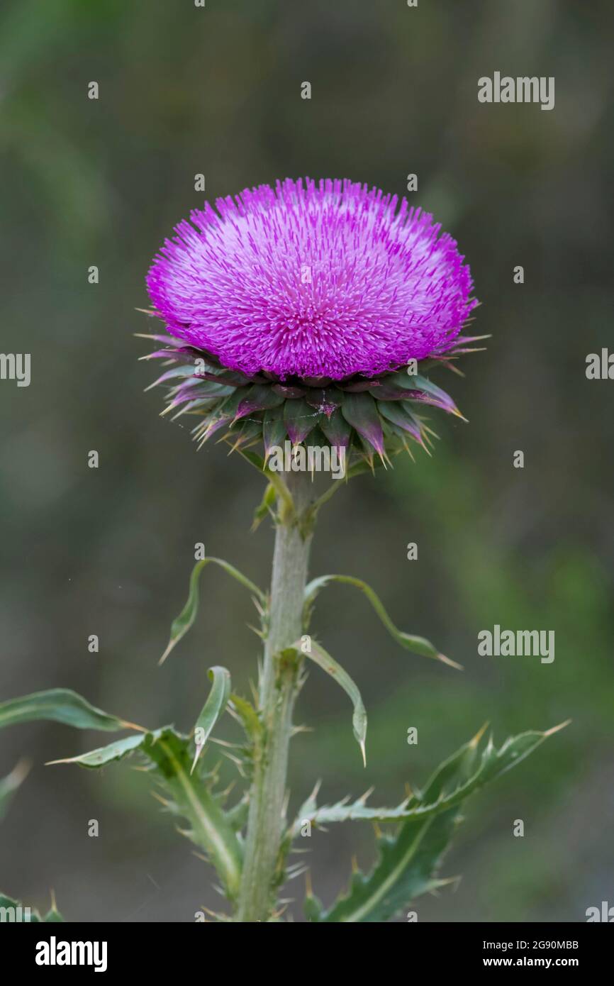 Carduus Acanthoides Grass In Pampas Environment Invasive European Species In South America