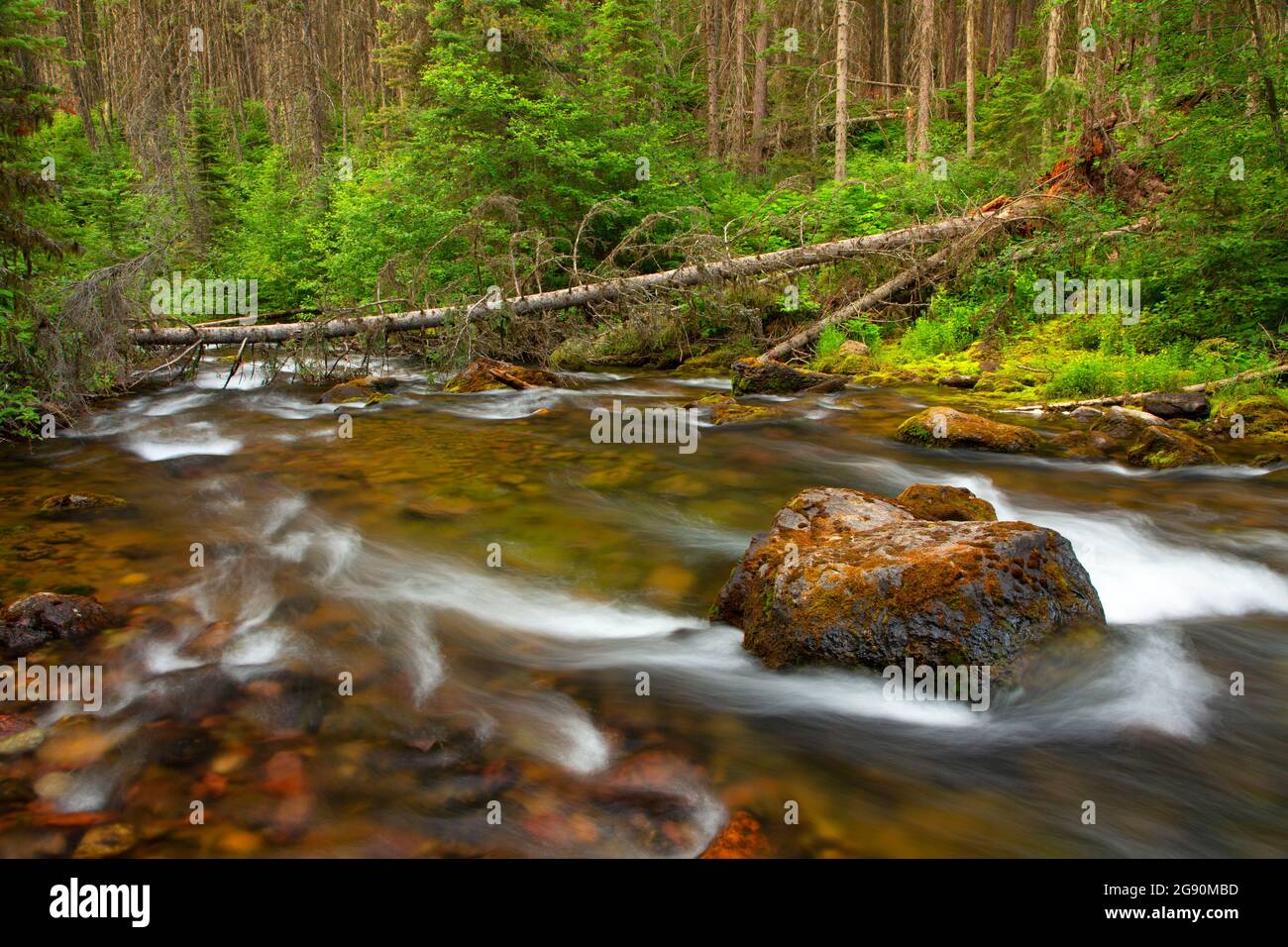 Stanton Creek along Grant Ridge Trail, Great Bear Wilderness, Flathead ...