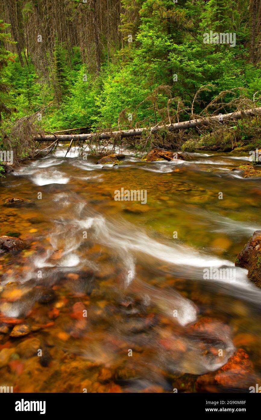 Stanton Creek along Grant Ridge Trail, Great Bear Wilderness, Flathead ...