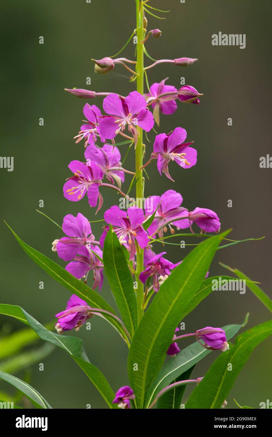 Fireweed (Chamerion angustifolium) along Stanton Lake Trail, Great Bear ...