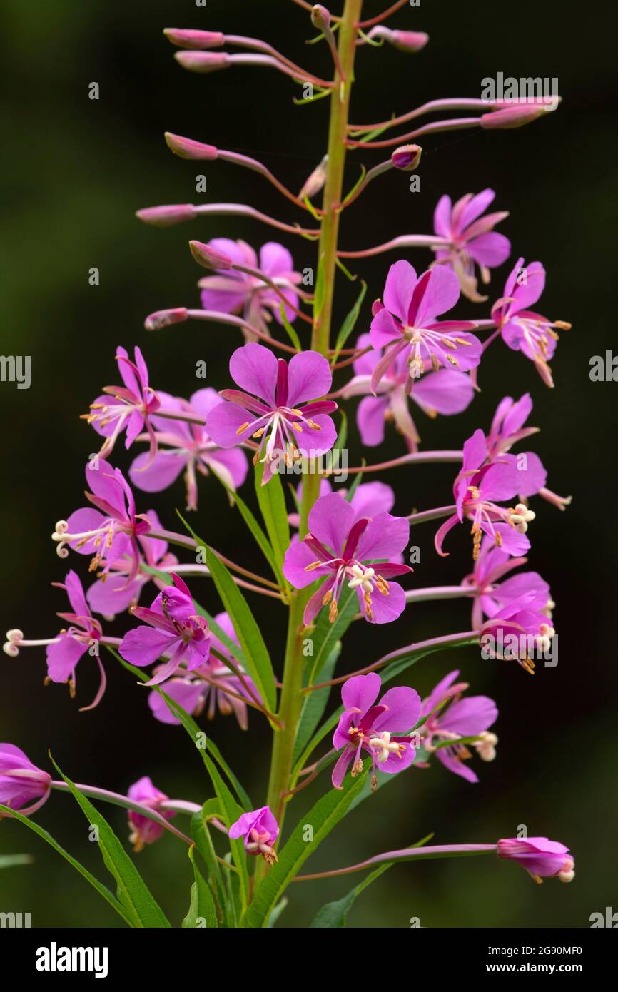 Fireweed (Chamerion angustifolium) along Stanton Lake Trail, Great Bear ...