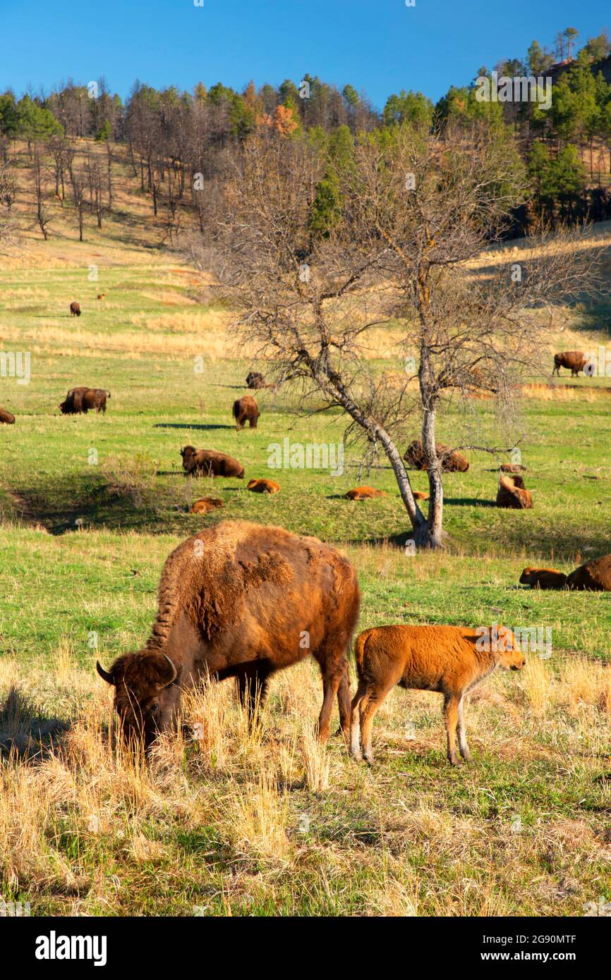 Bison, Custer State Park, South Dakota Stock Photo - Alamy