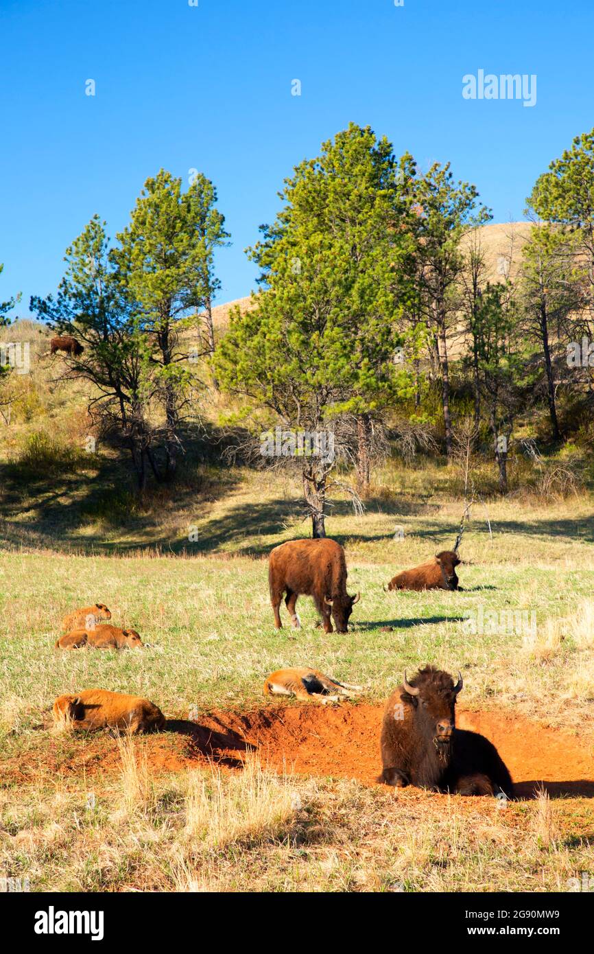 Bison, Custer State Park, South Dakota Stock Photo - Alamy
