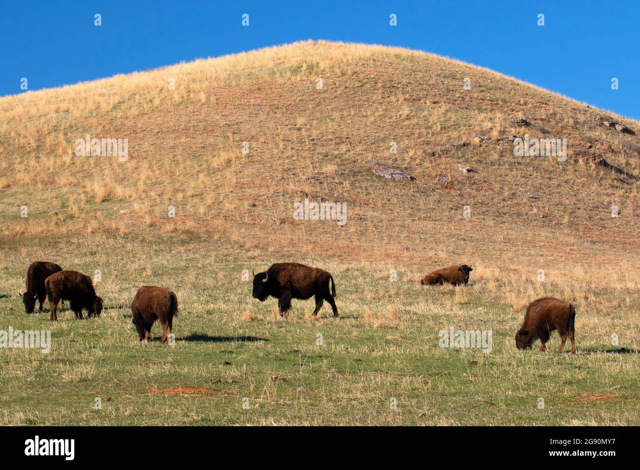 Bison, Custer State Park, South Dakota Stock Photo - Alamy