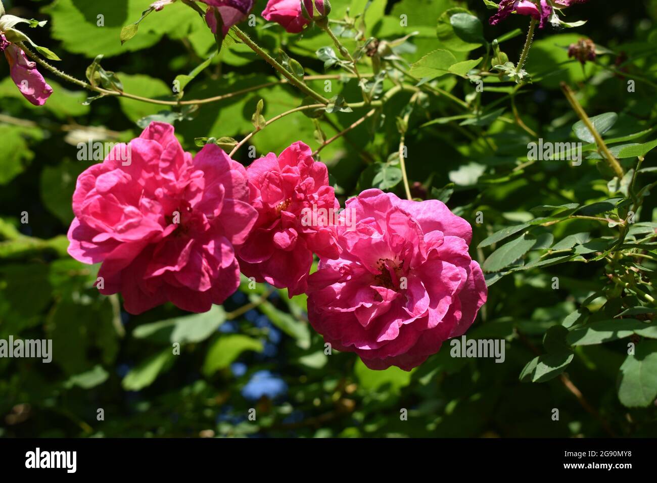 Closeups of different colored flowers during the pandemic. A symbol of ...