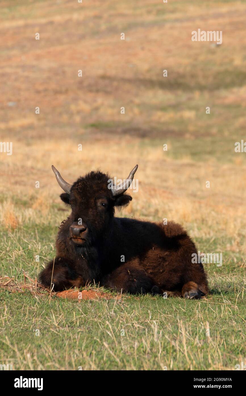 Bison, Custer State Park, South Dakota Stock Photo - Alamy