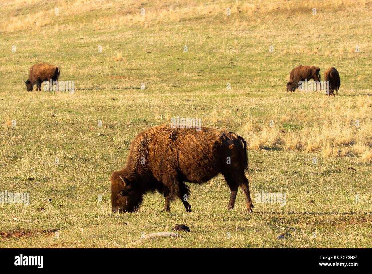 Bison, Custer State Park, South Dakota Stock Photo - Alamy