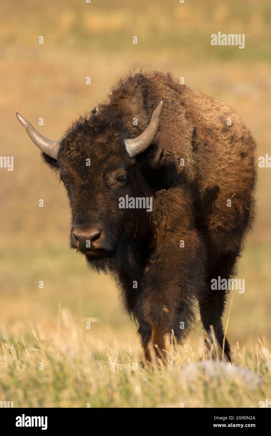 Bison, Custer State Park, South Dakota Stock Photo - Alamy