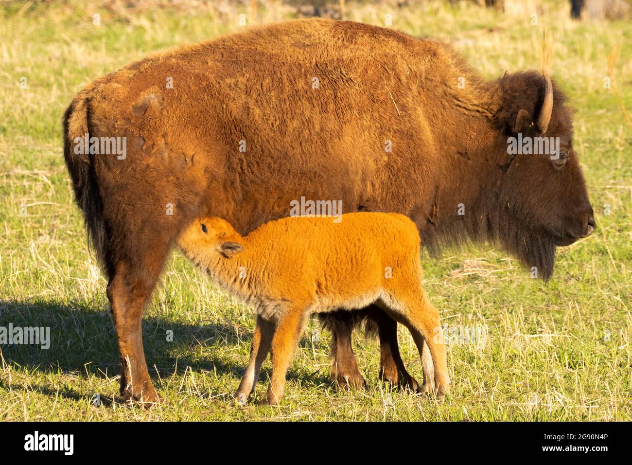 Bison, Custer State Park, South Dakota Stock Photo - Alamy
