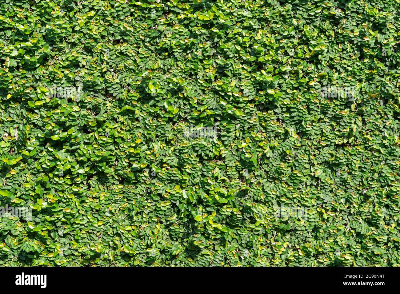 green plant tree wall background texture Stock Photo - Alamy