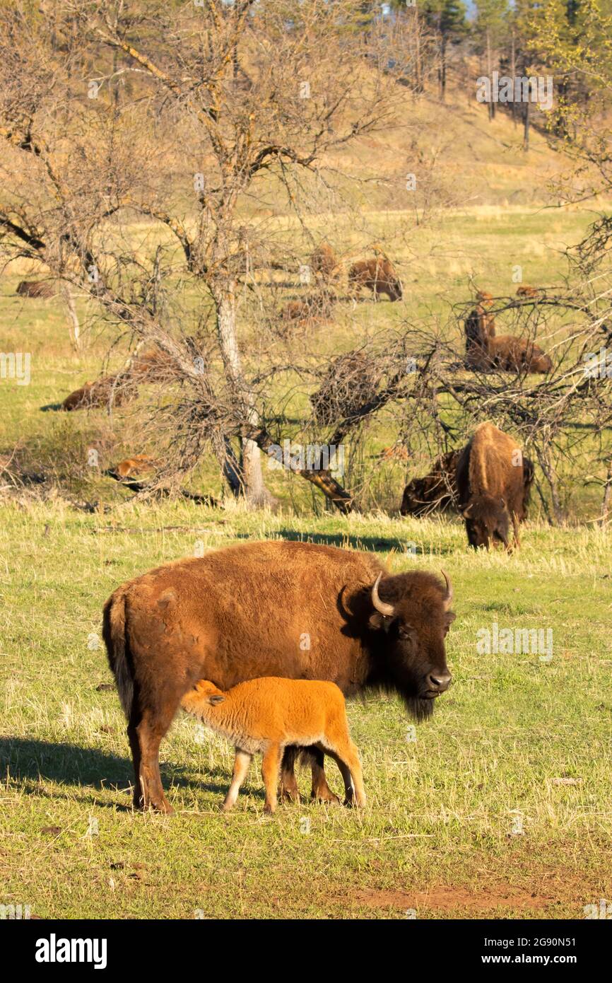 Bison, Custer State Park, South Dakota Stock Photo - Alamy
