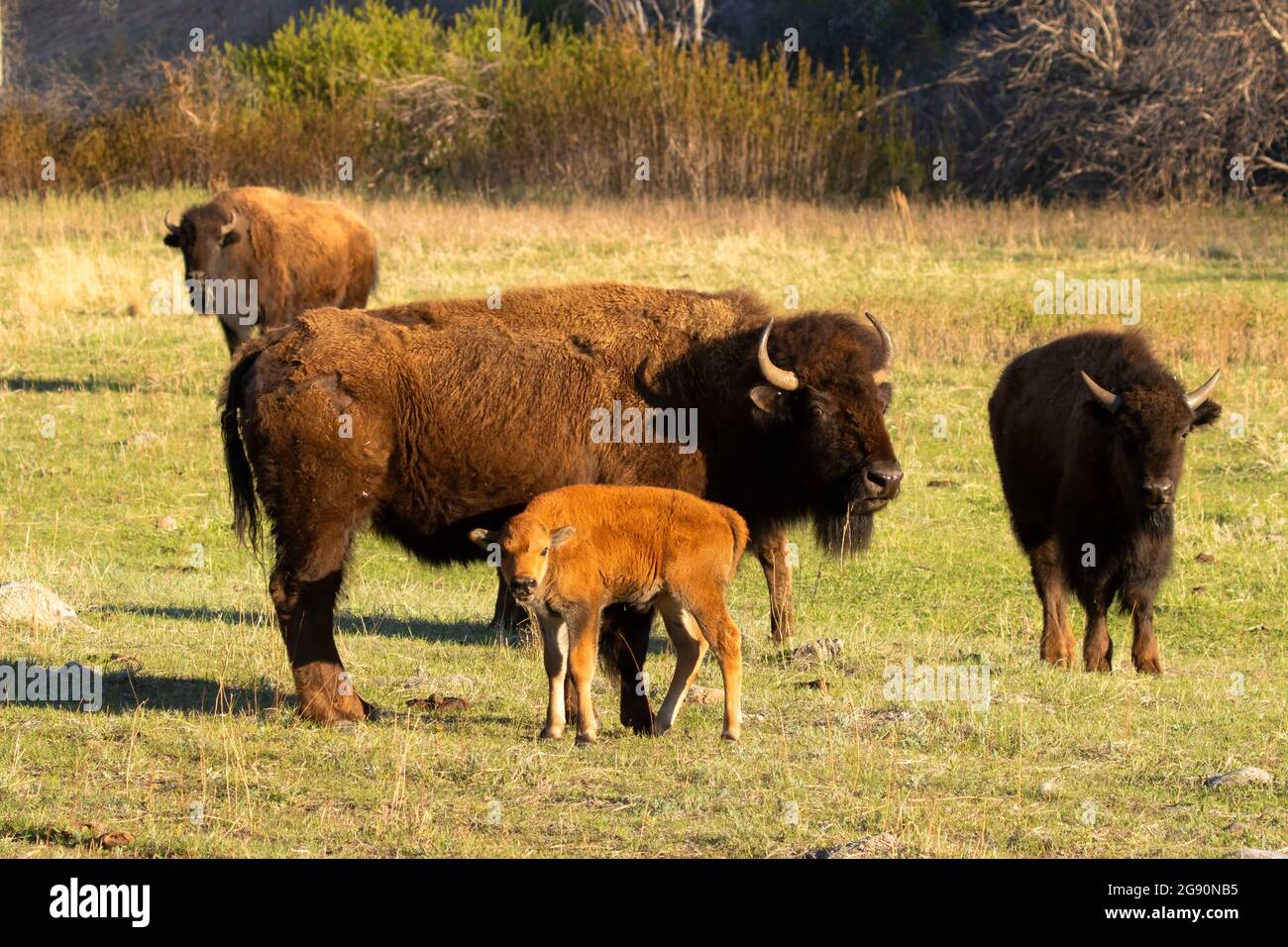 Bison, Custer State Park, South Dakota Stock Photo - Alamy