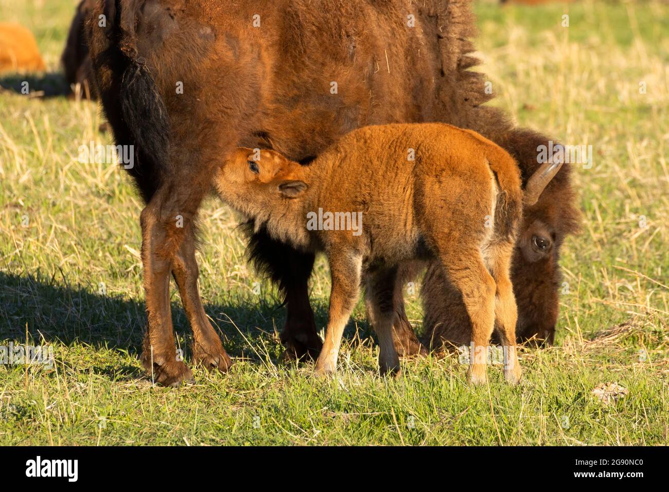 Bison, Custer State Park, South Dakota Stock Photo - Alamy