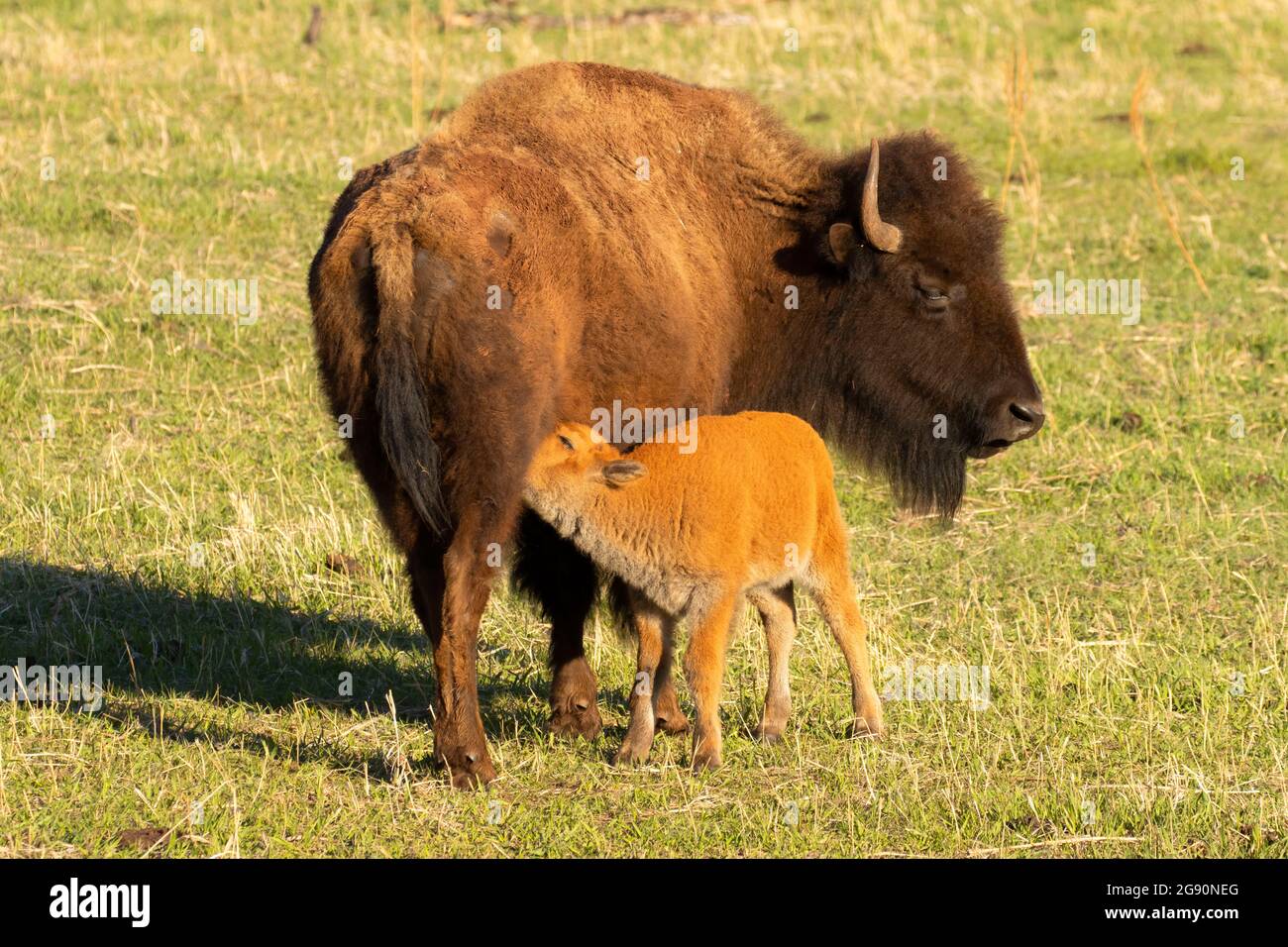 Bison, Custer State Park, South Dakota Stock Photo - Alamy