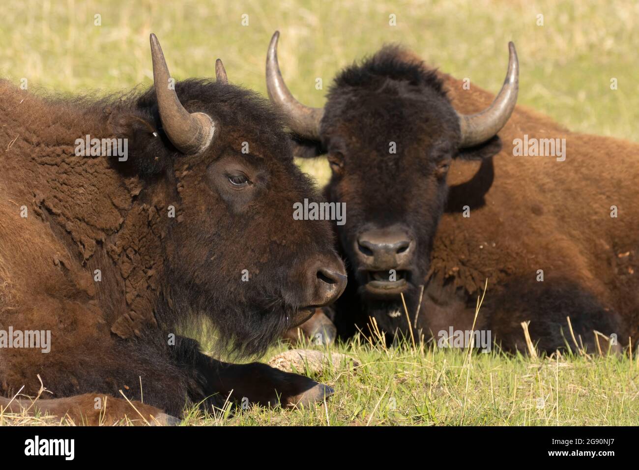 Bison, Custer State Park, South Dakota Stock Photo - Alamy