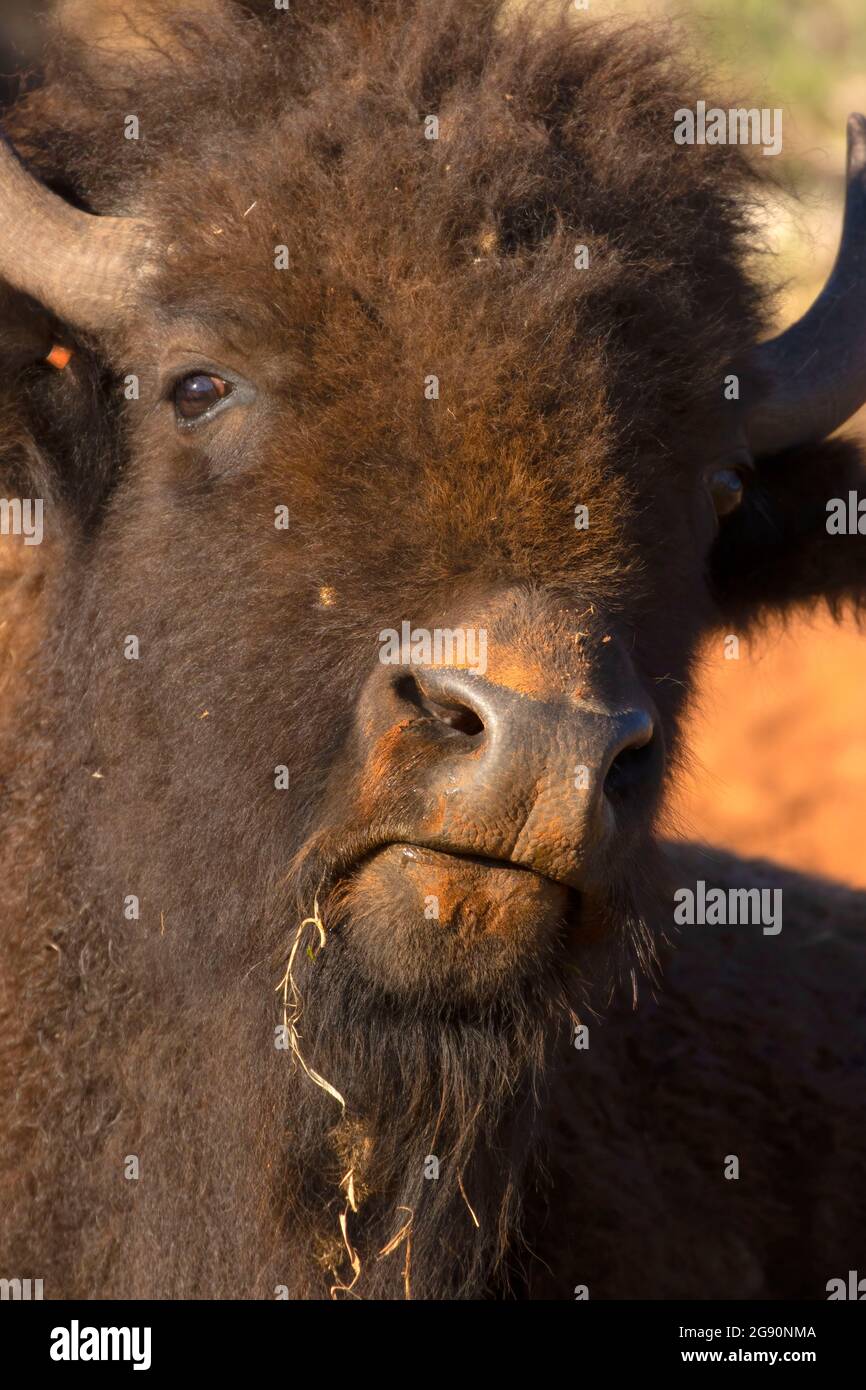 Bison, Custer State Park, South Dakota Stock Photo - Alamy