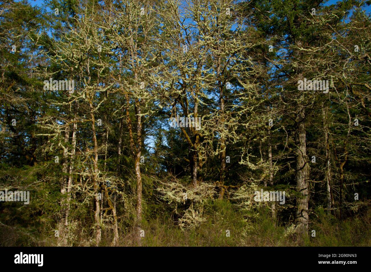 Oregon oak trees hi-res stock photography and images - Alamy