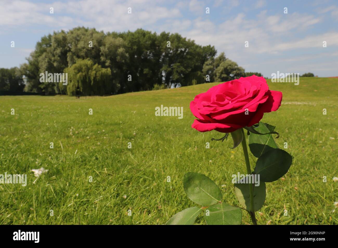 single wild rose Stock Photo - Alamy