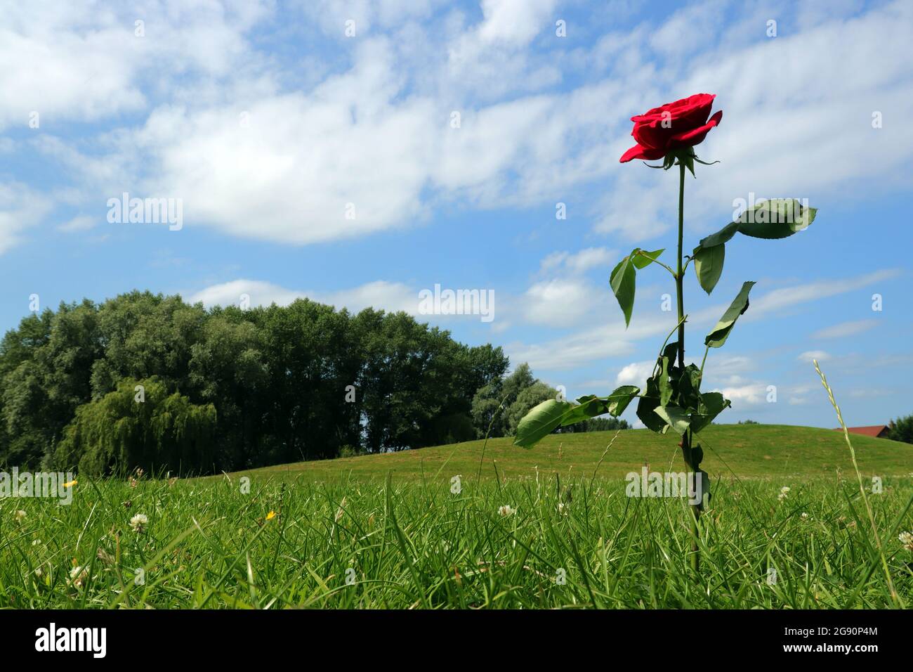 Flower rose plant sky cloud hi-res stock photography and images - Alamy