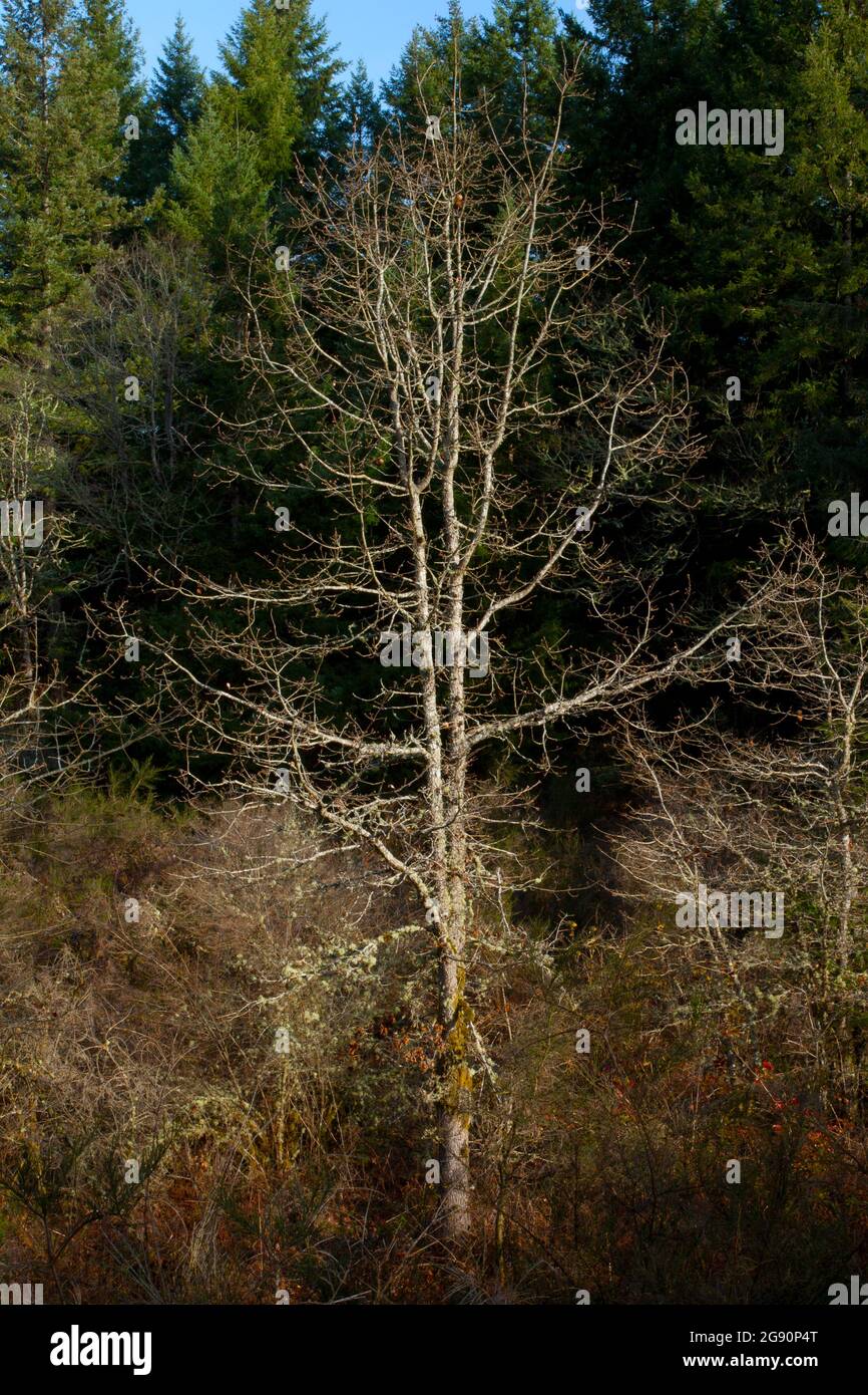 a exterior picture of an Pacific Northwest forest with Oregon oak trees ...