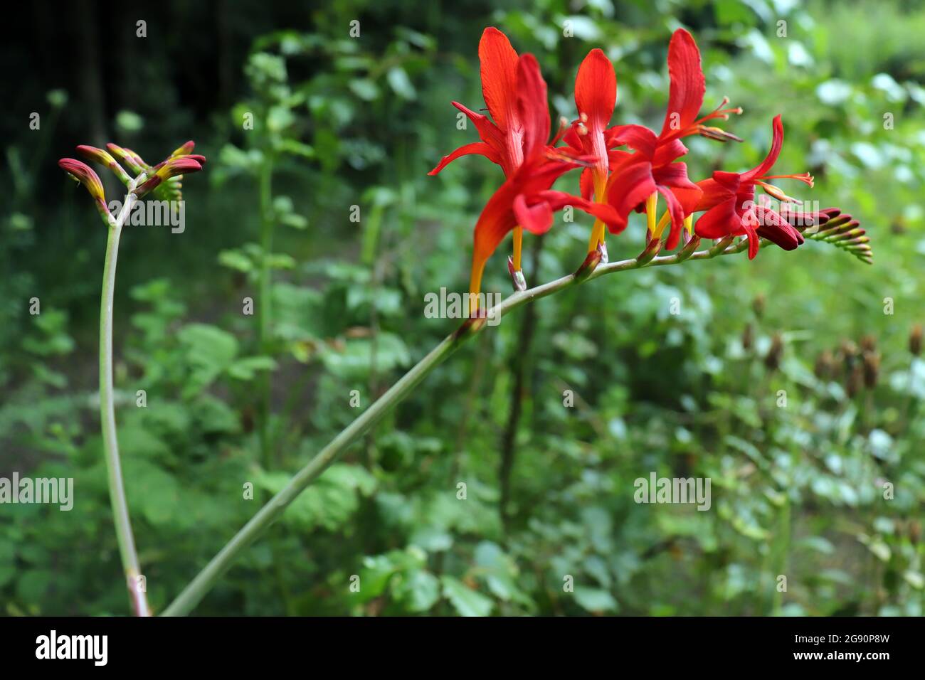Chilli plant flower fruit hi-res stock photography and images - Alamy