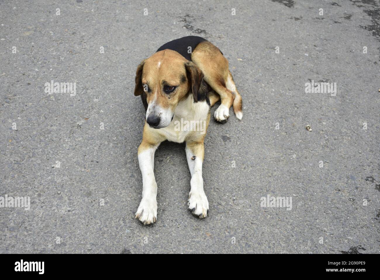 Cute mongrel resting in the street Stock Photo - Alamy