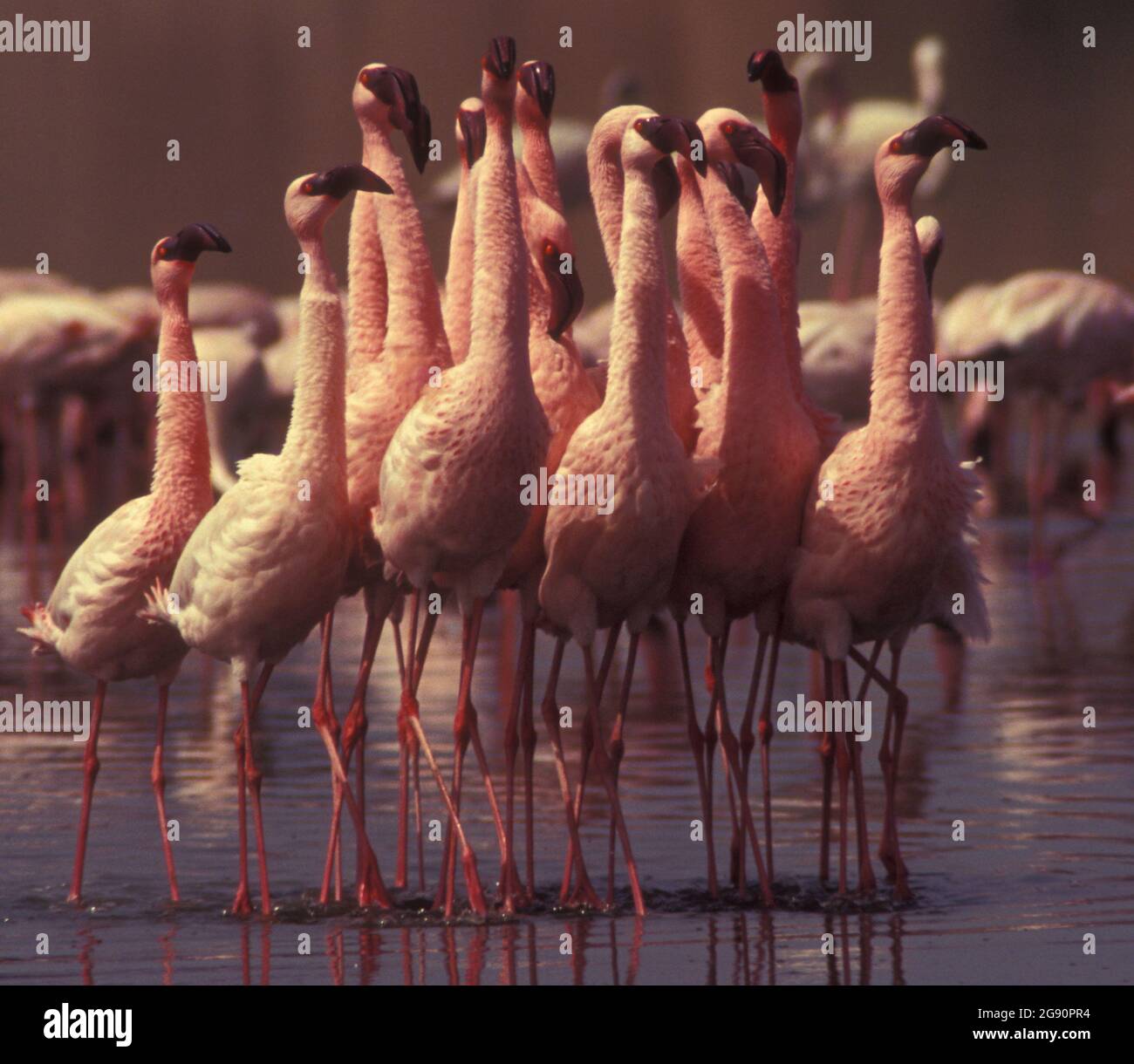 Group of beautiful flamingos in the pond on a sunny day Stock Photo - Alamy