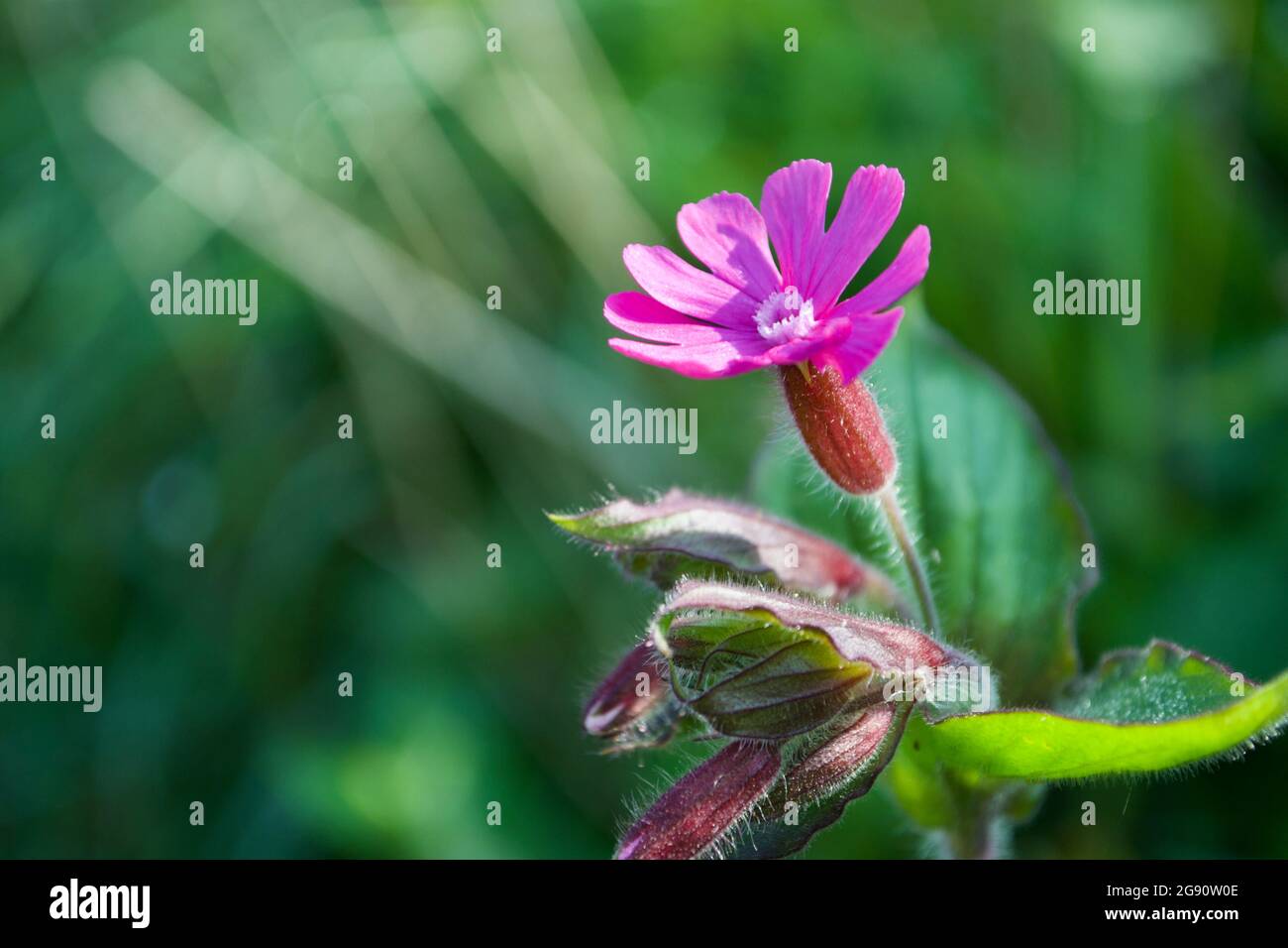Close up of a beautiful little pink Red Campion flower (Silene dioica ...