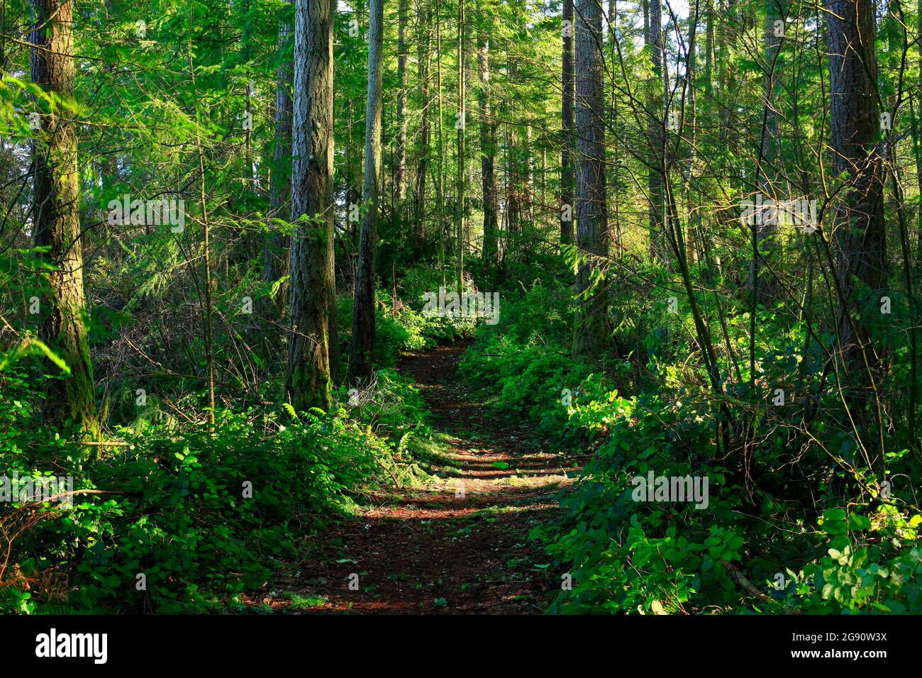 a exterior picture of an Pacific Northwest forest Stock Photo - Alamy