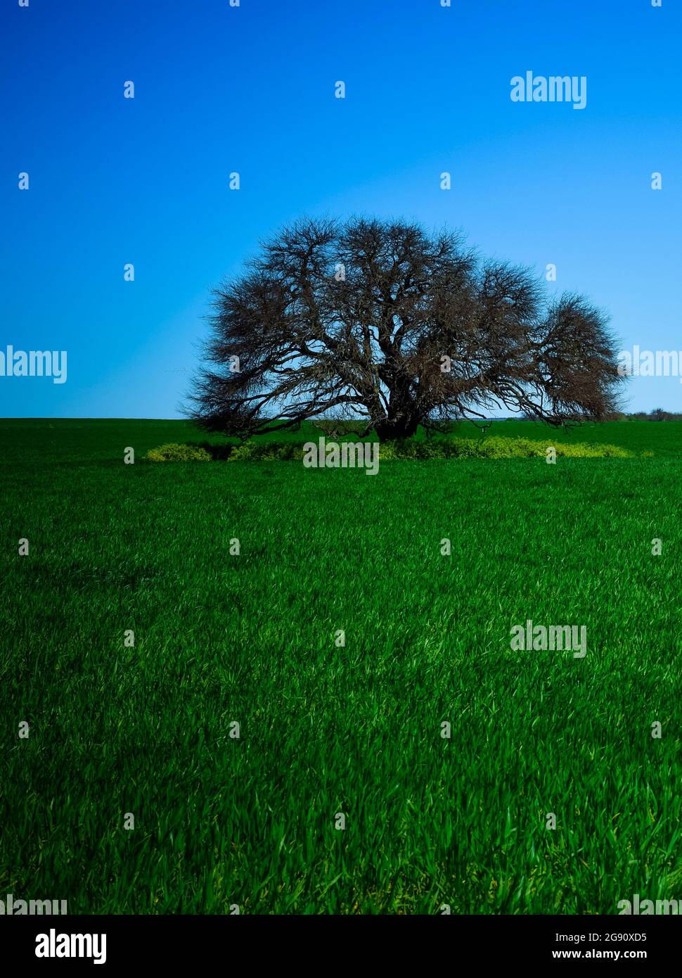 Calden, Prosopis Caldenia) in Pampas landscape, typical tree of the ...