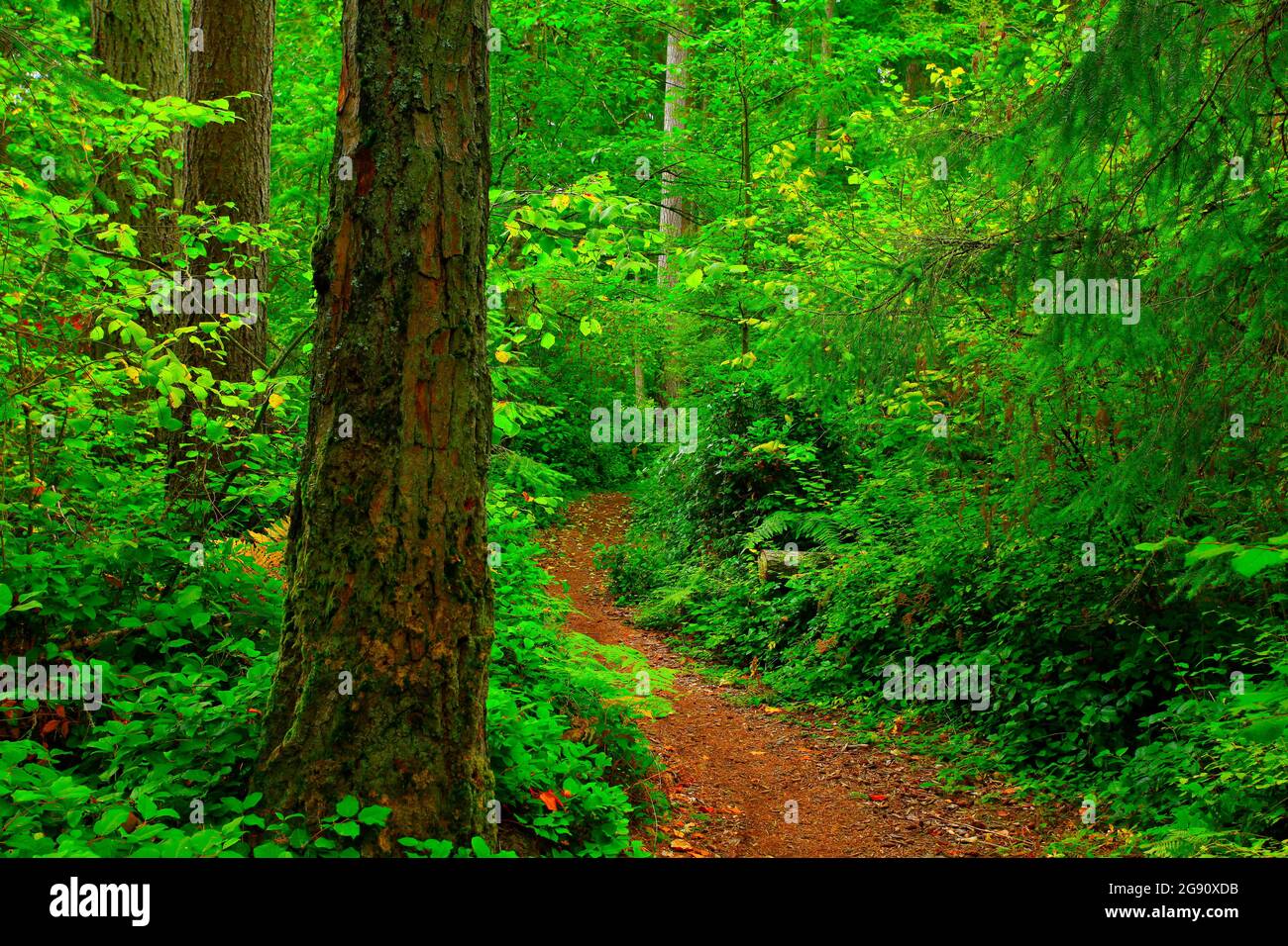 a exterior picture of an Pacific Northwest forest Stock Photo - Alamy