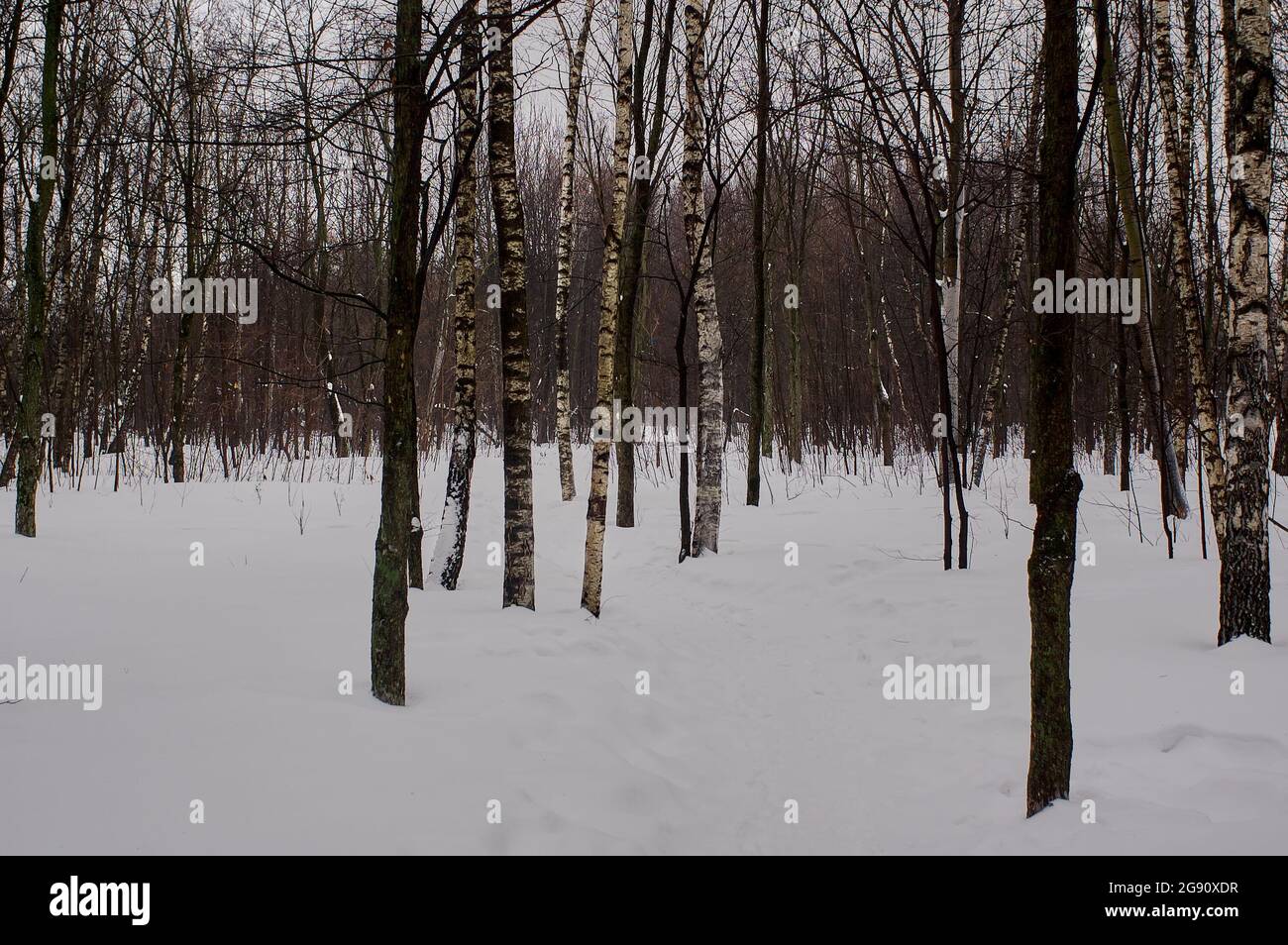 winter cloudy day in the forest, Moscow Stock Photo - Alamy