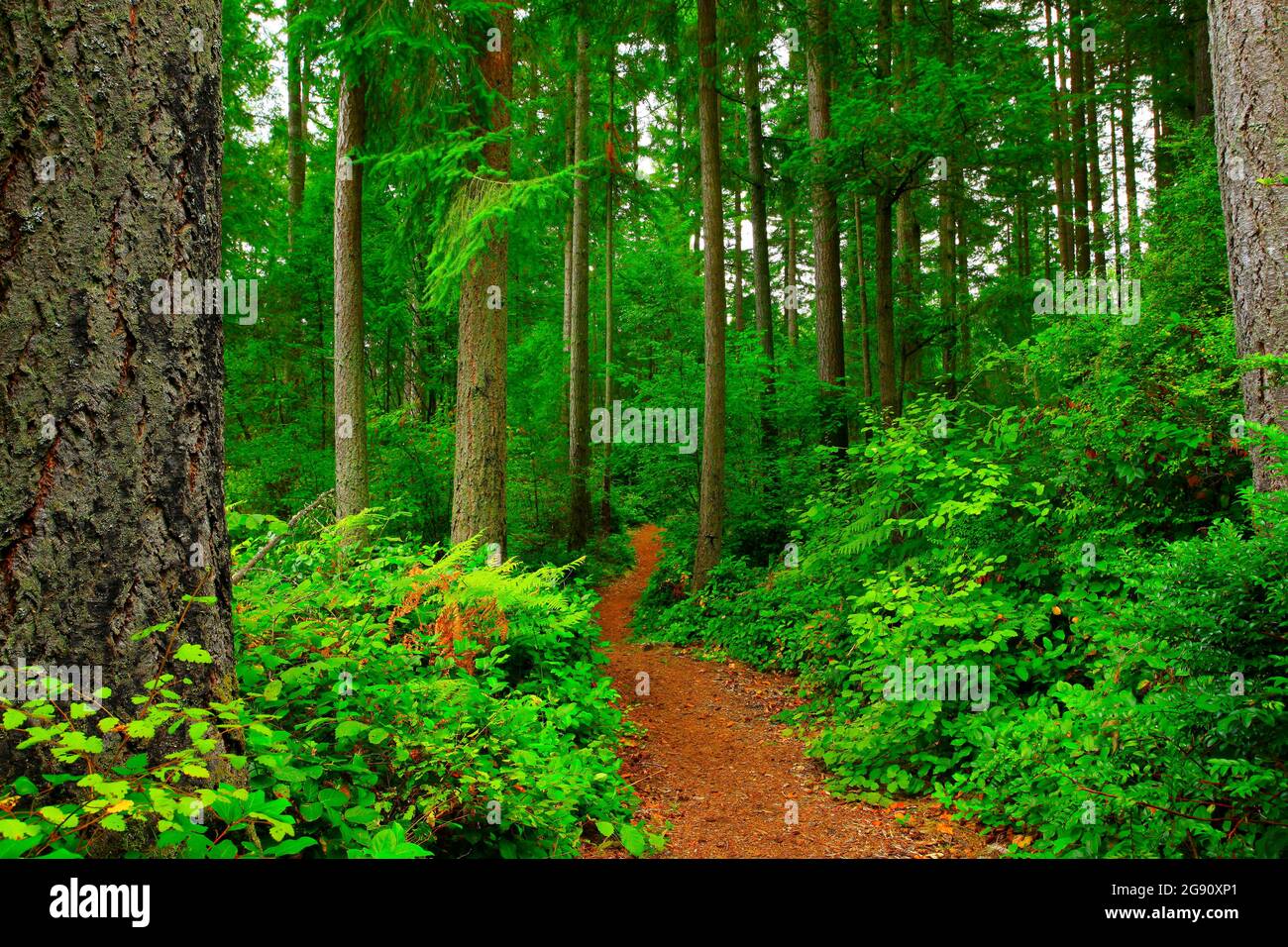a exterior picture of an Pacific Northwest forest Stock Photo - Alamy