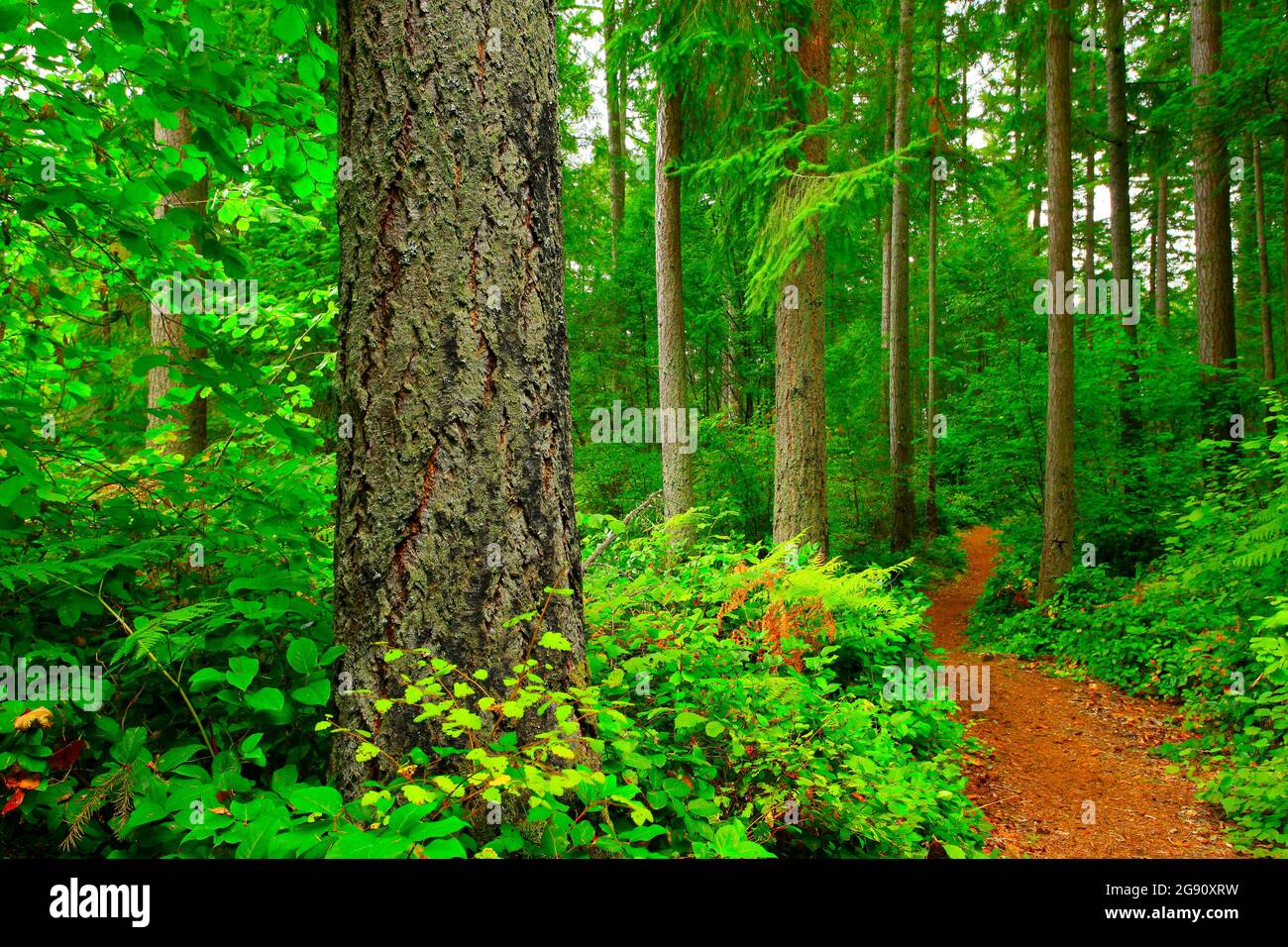 a exterior picture of an Pacific Northwest forest Stock Photo - Alamy