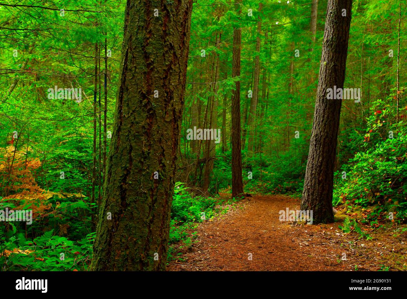 a exterior picture of an Pacific Northwest forest Stock Photo - Alamy