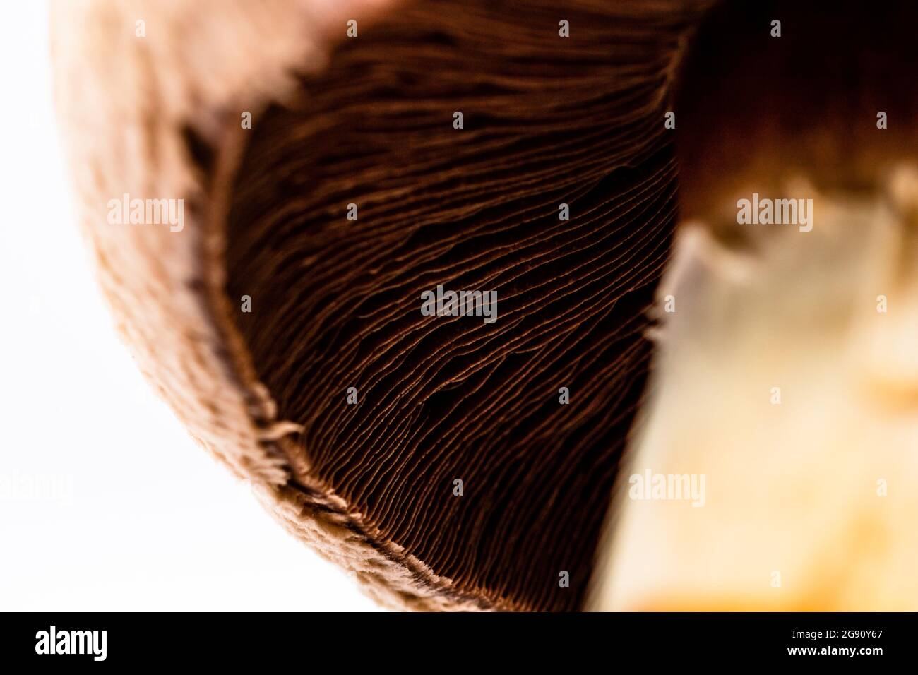 Fresh champignons, champignon mushrooms, close-up, isolated Stock Photo ...