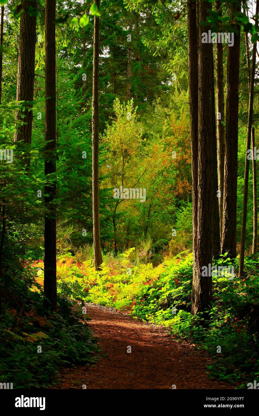 a exterior picture of an Pacific Northwest forest Stock Photo - Alamy