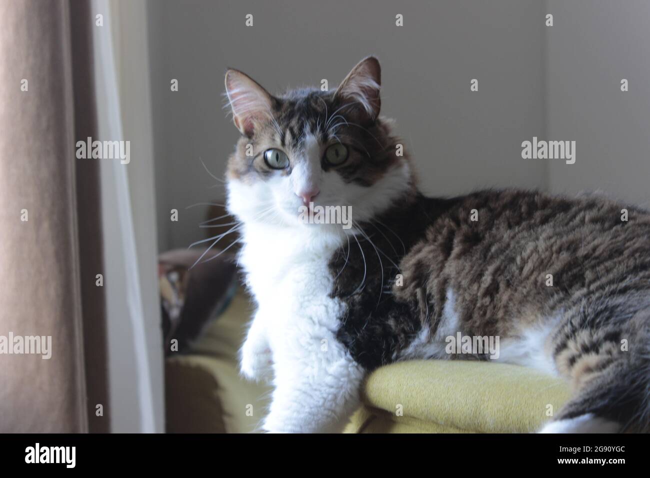 Cat relaxing on couch with sun on his face Stock Photo - Alamy