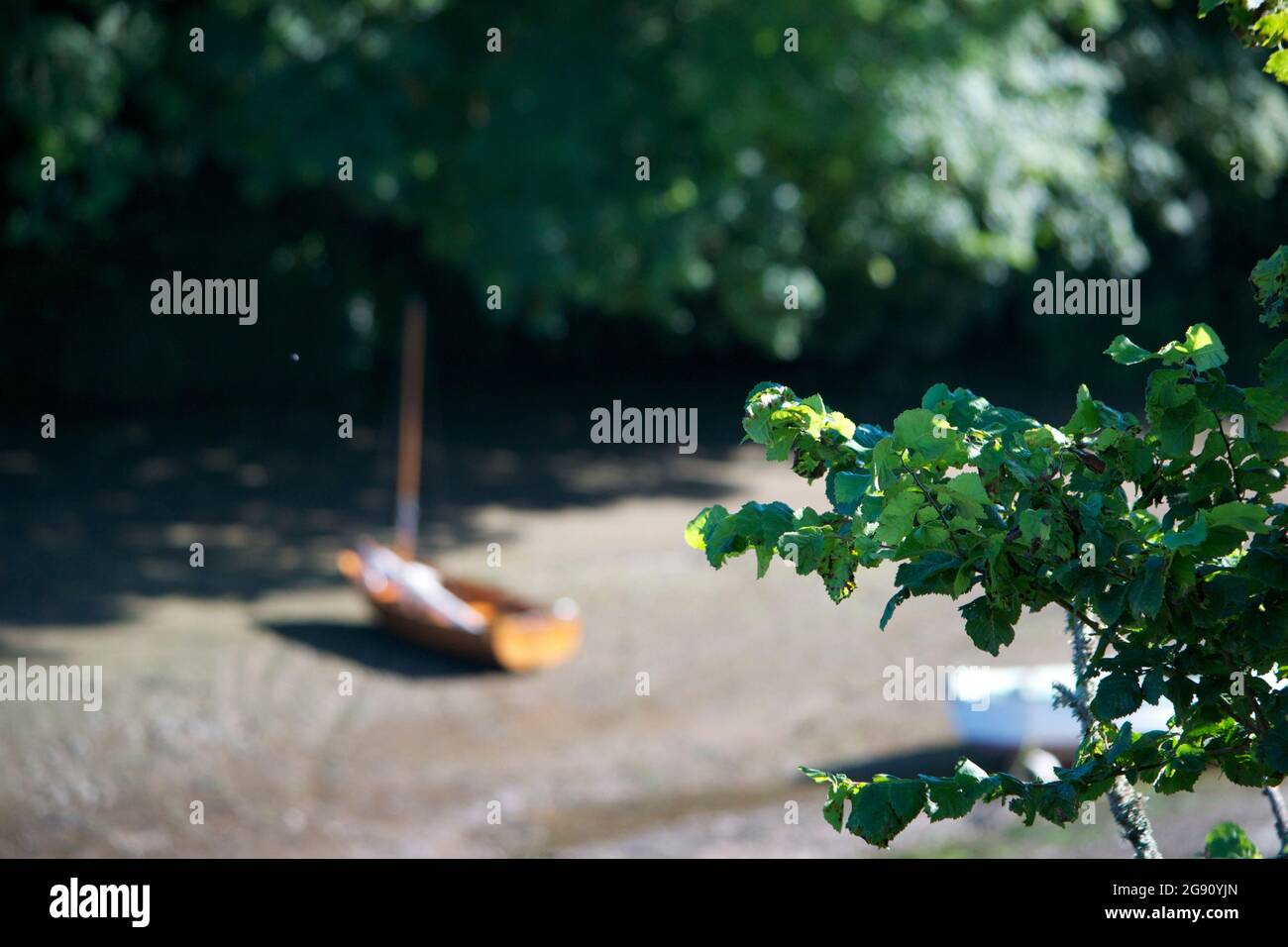 Waterside trees: fresh green leaves on a branch in dappled shade, with ...