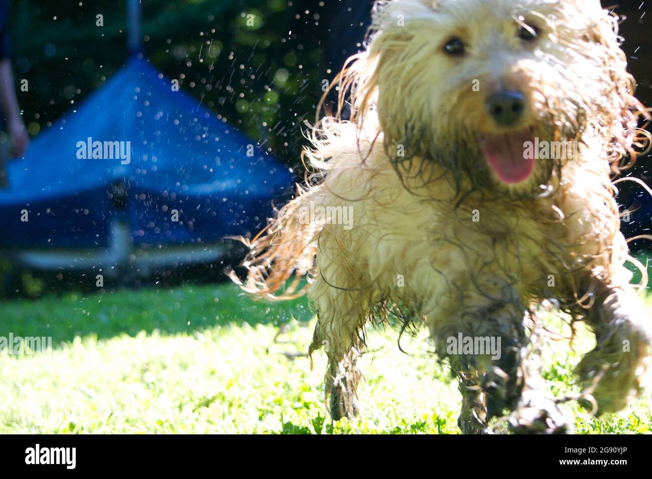 Blurred action shot of a happy wet shaggy long haired dog: an apricot ...
