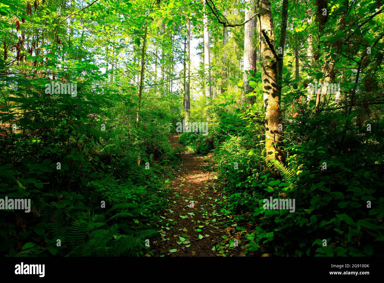 a exterior picture of an Pacific Northwest forest Stock Photo - Alamy