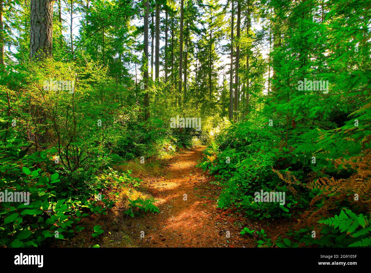 a exterior picture of an Pacific Northwest forest Stock Photo - Alamy
