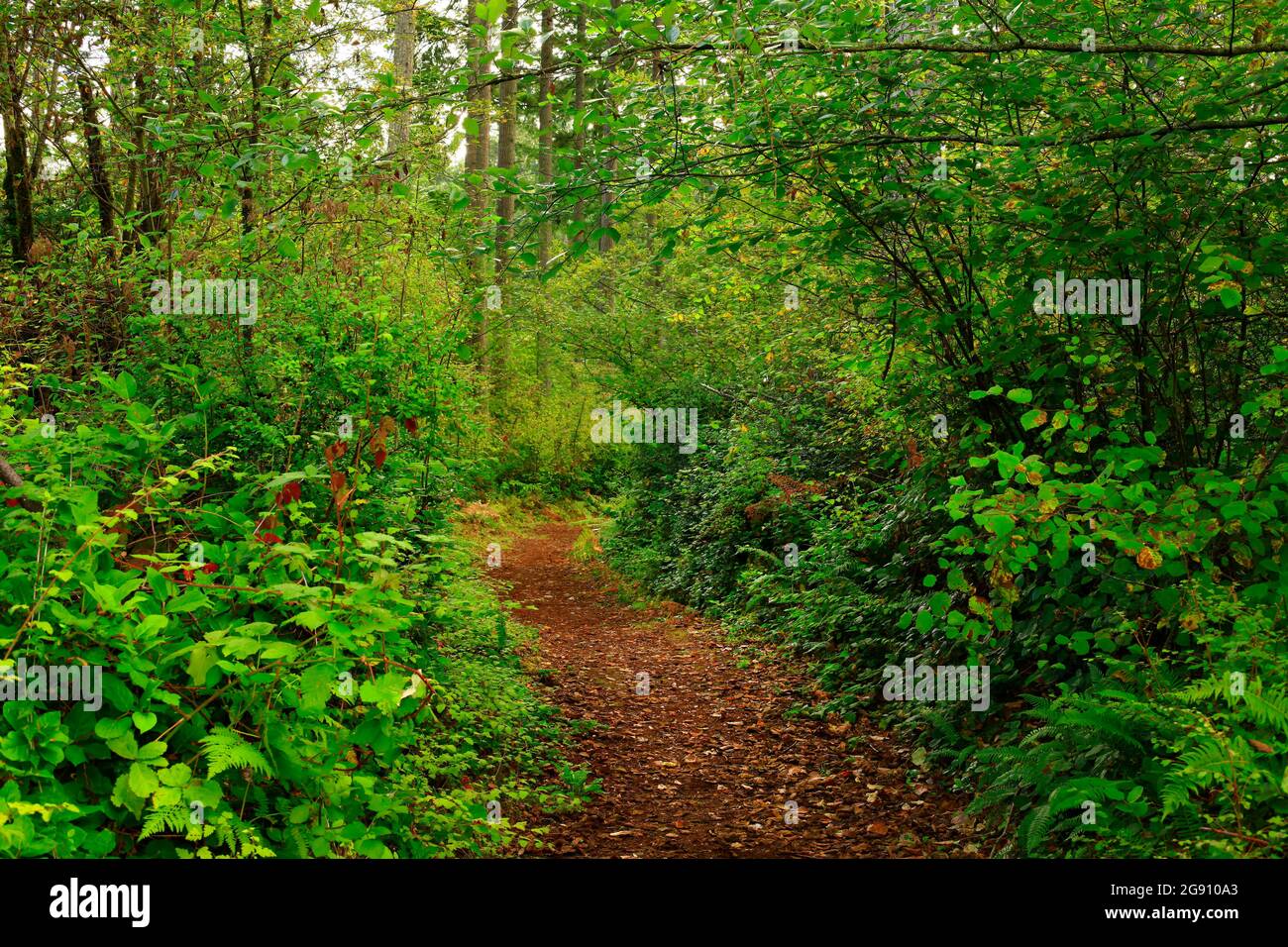 a exterior picture of an Pacific Northwest forest Stock Photo - Alamy