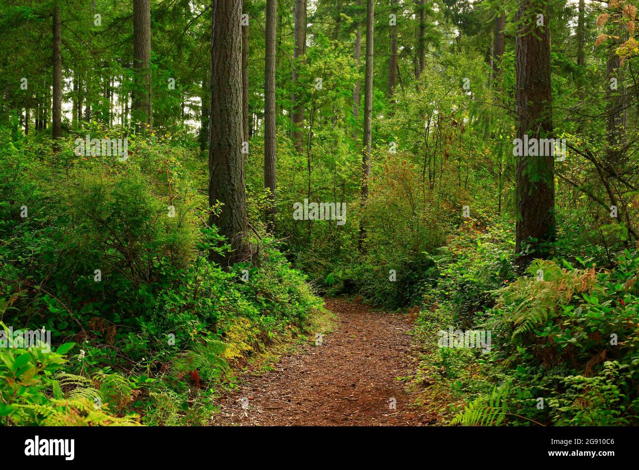 a exterior picture of an Pacific Northwest forest Stock Photo - Alamy