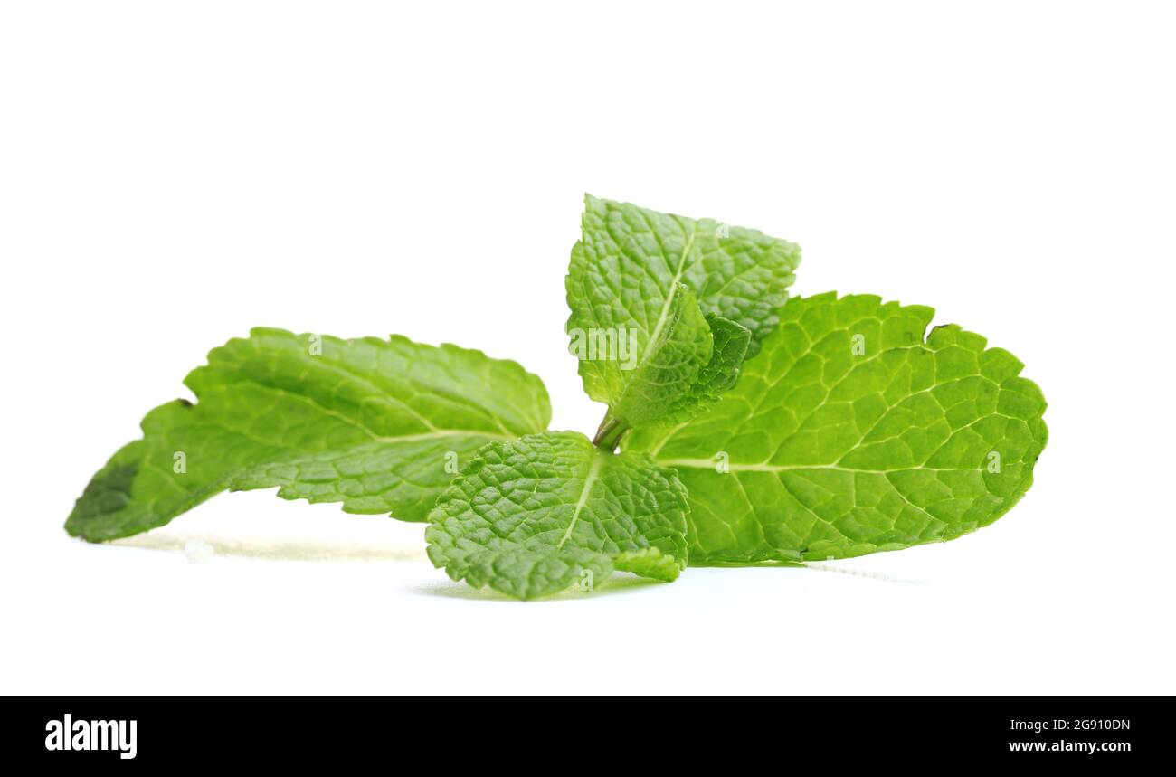 Fresh mint isolated on white Stock Photo - Alamy