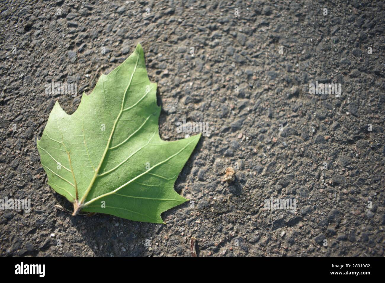 Green leaf on the ground Stock Photo - Alamy