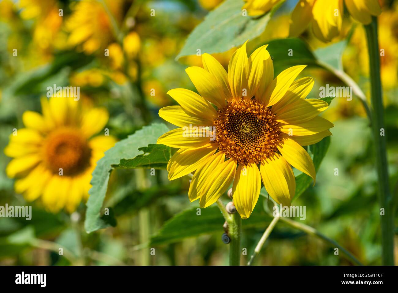 Sunflower landscape photography hi-res stock photography and images - Alamy