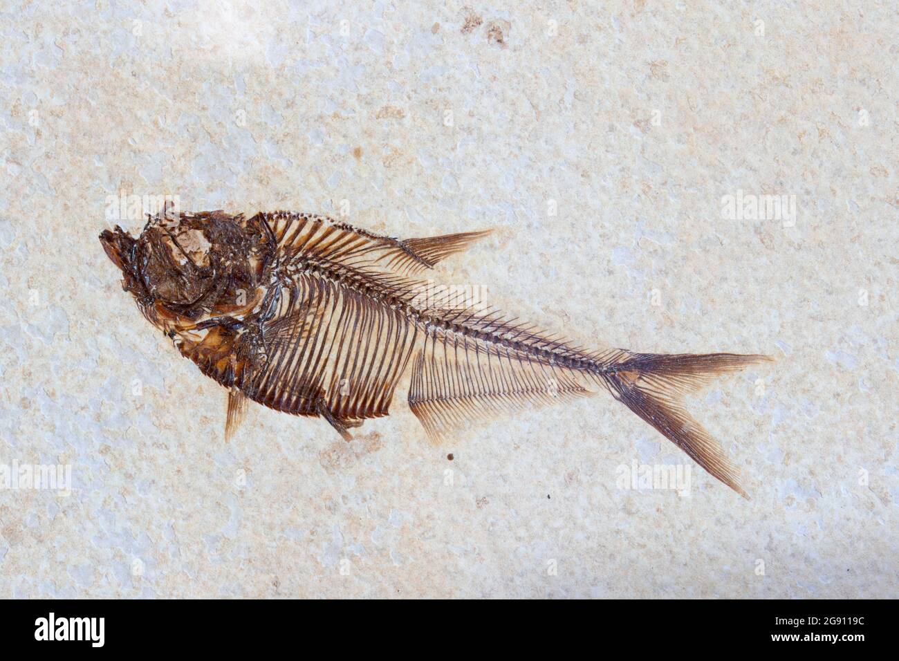 Fish monument hi-res stock photography and images - Alamy